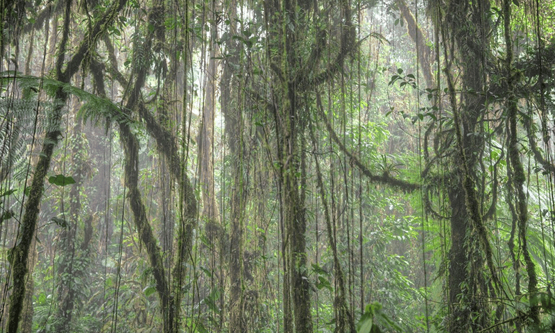 Aerial Plants in the Cloud Forest: Fascinating Families of Epiphytes