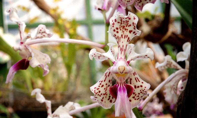 Aerial Plants in the Cloud Forest: Fascinating Families of Epiphytes