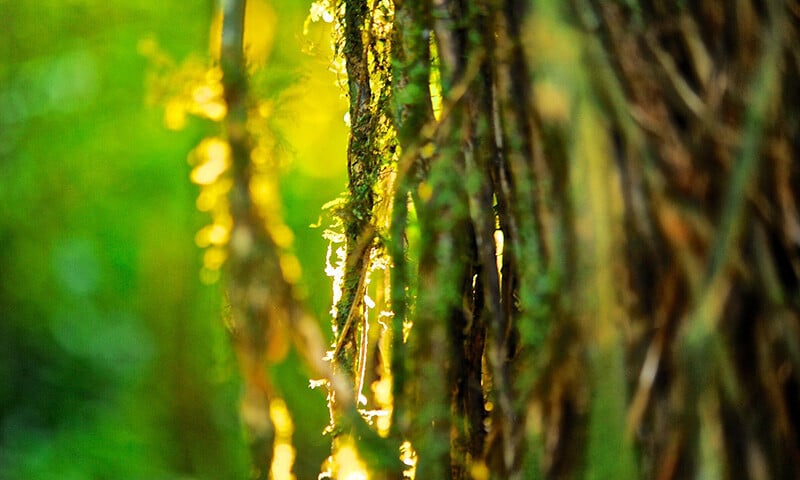 Aerial Plants in the Cloud Forest: Fascinating Families of Epiphytes