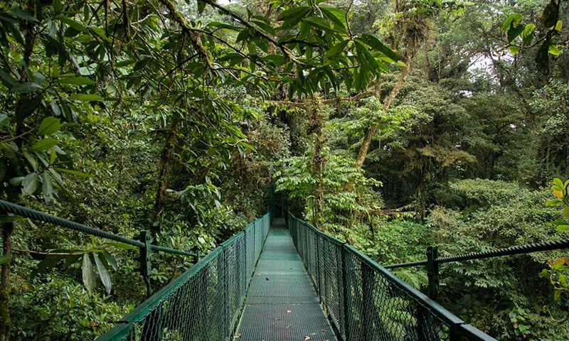 Aerial Plants in the Cloud Forest: Fascinating Families of Epiphytes