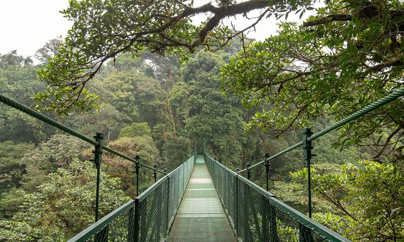 Discovering Monteverde Cloud Forest Through Trails & Tours
