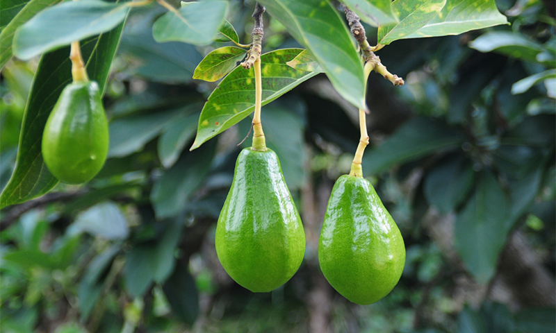 Costa Rica’s Tree of Life- The Ocotea