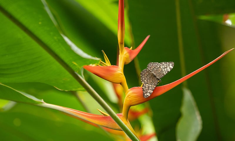 A Story of Discovery and the Damas Tree