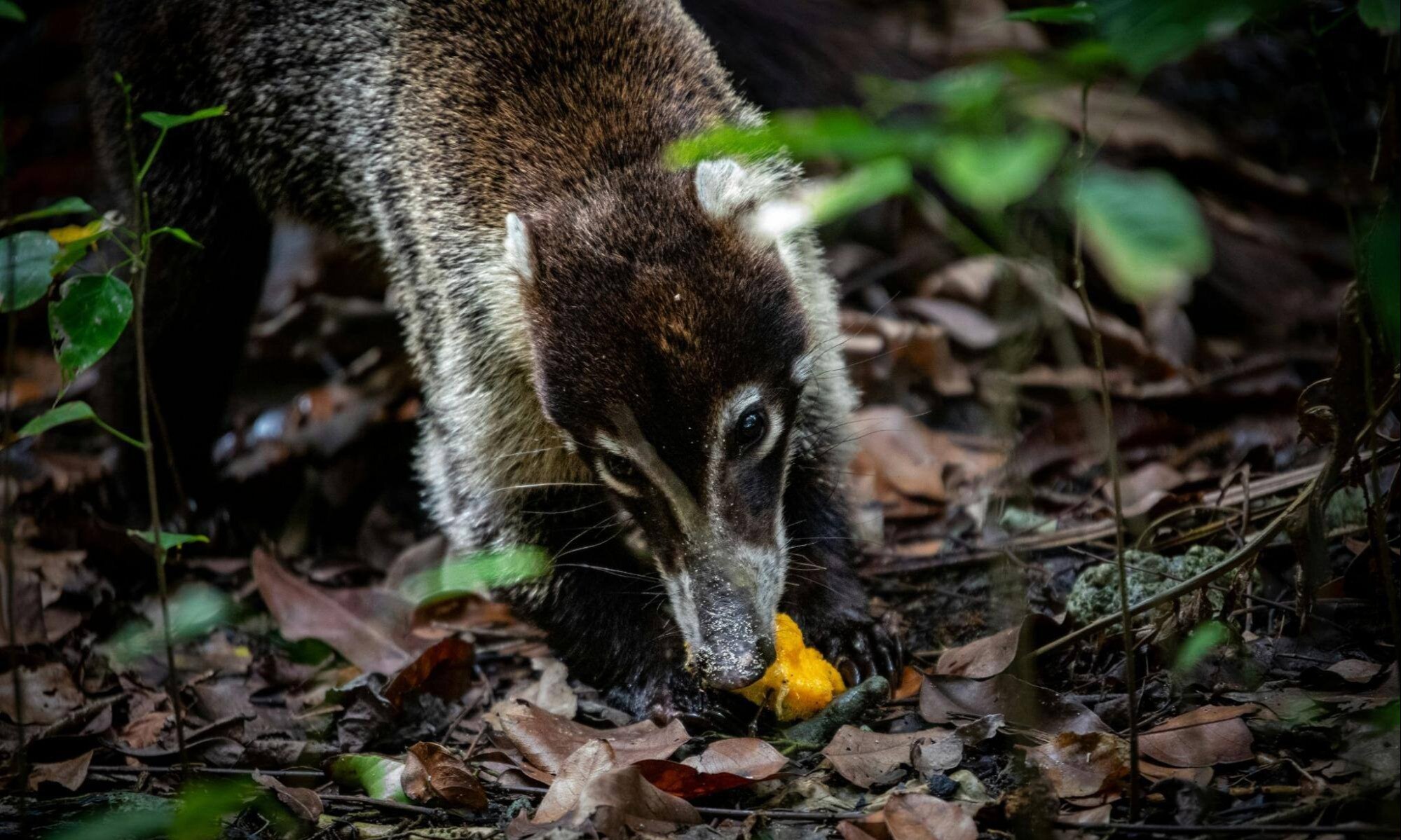 Coati Crossing | All About Our Neighbor, the Pizote
