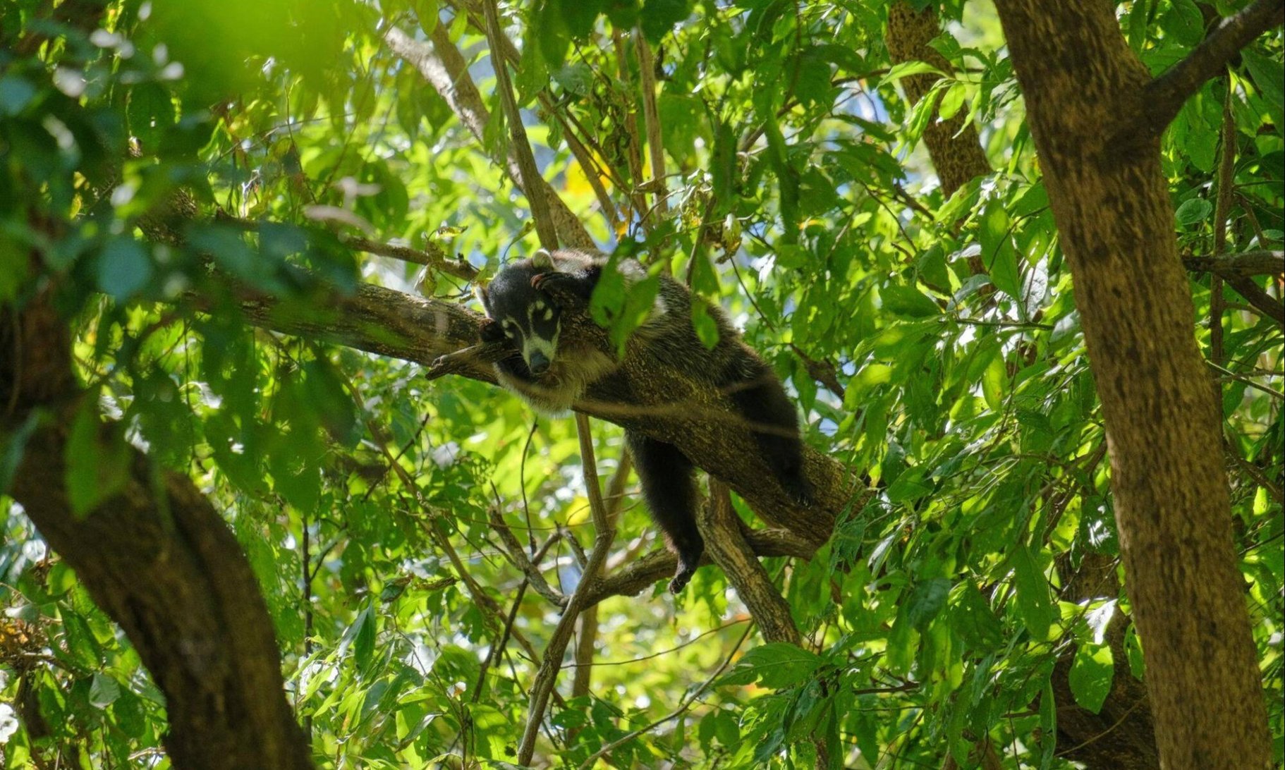 Coati Crossing | All About Our Neighbor, the Pizote