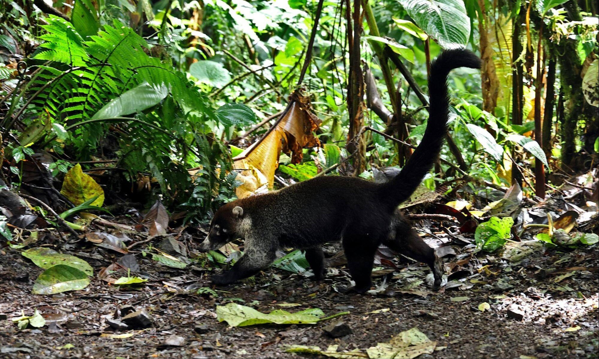 Coati Crossing | All About Our Neighbor, the Pizote