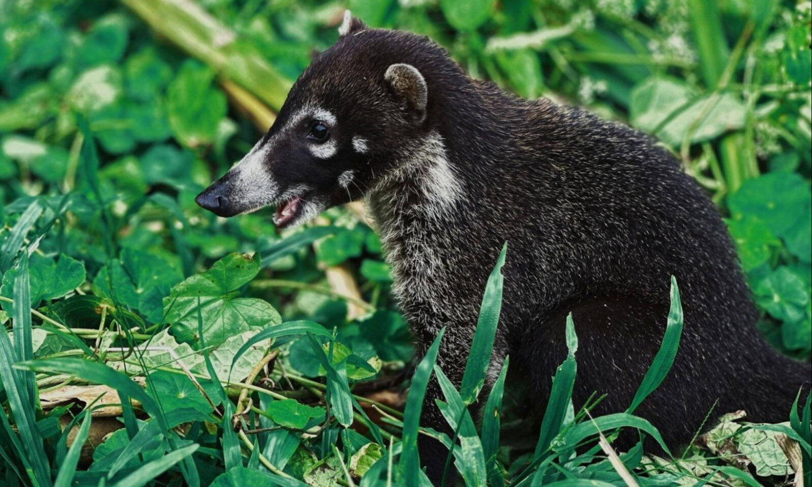 Coati Crossing | All About Our Neighbor, the Pizote