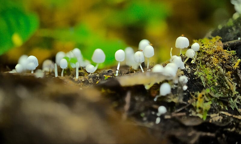 The Amazing Flora of Monteverde